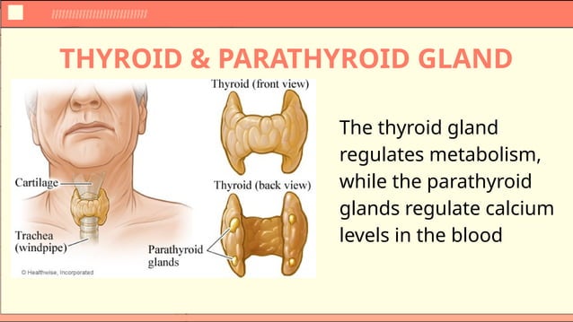 ENDOCRINE SYSTEM AND THE DIFFERENT GLANDS | PPT