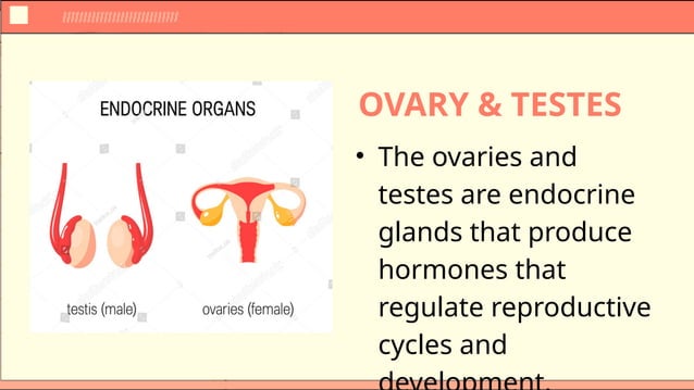 ENDOCRINE SYSTEM AND THE DIFFERENT GLANDS | PPT