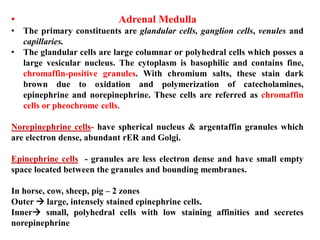 Endocrine system of animals (ox , horse ) | PDF