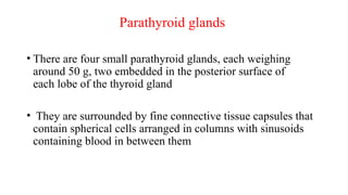 endocrine system and glands with Hormone | PPTX