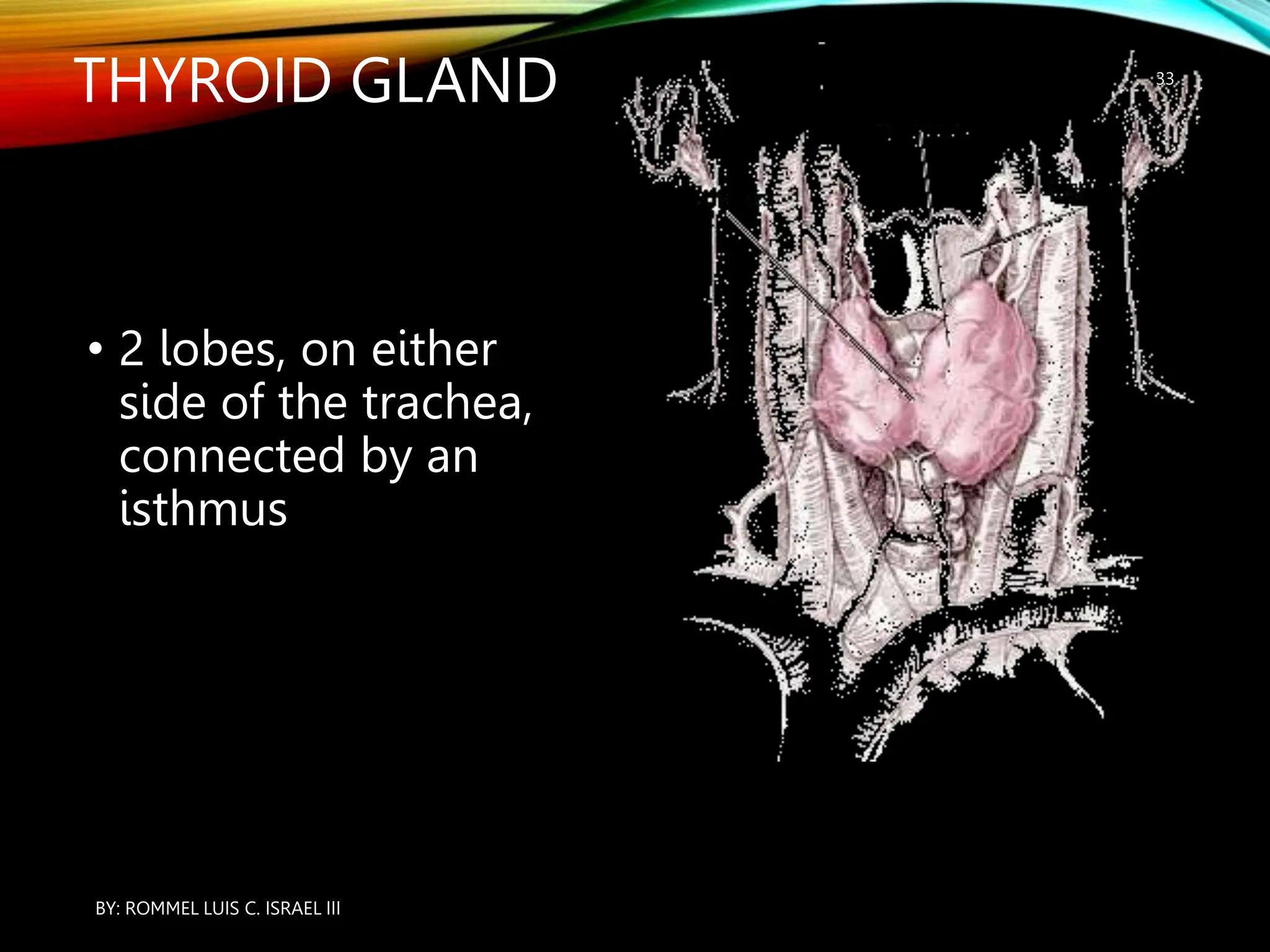 ENDOCRINE SYSTEM - ANATOMY AND PHYSIOLOGY | PPT