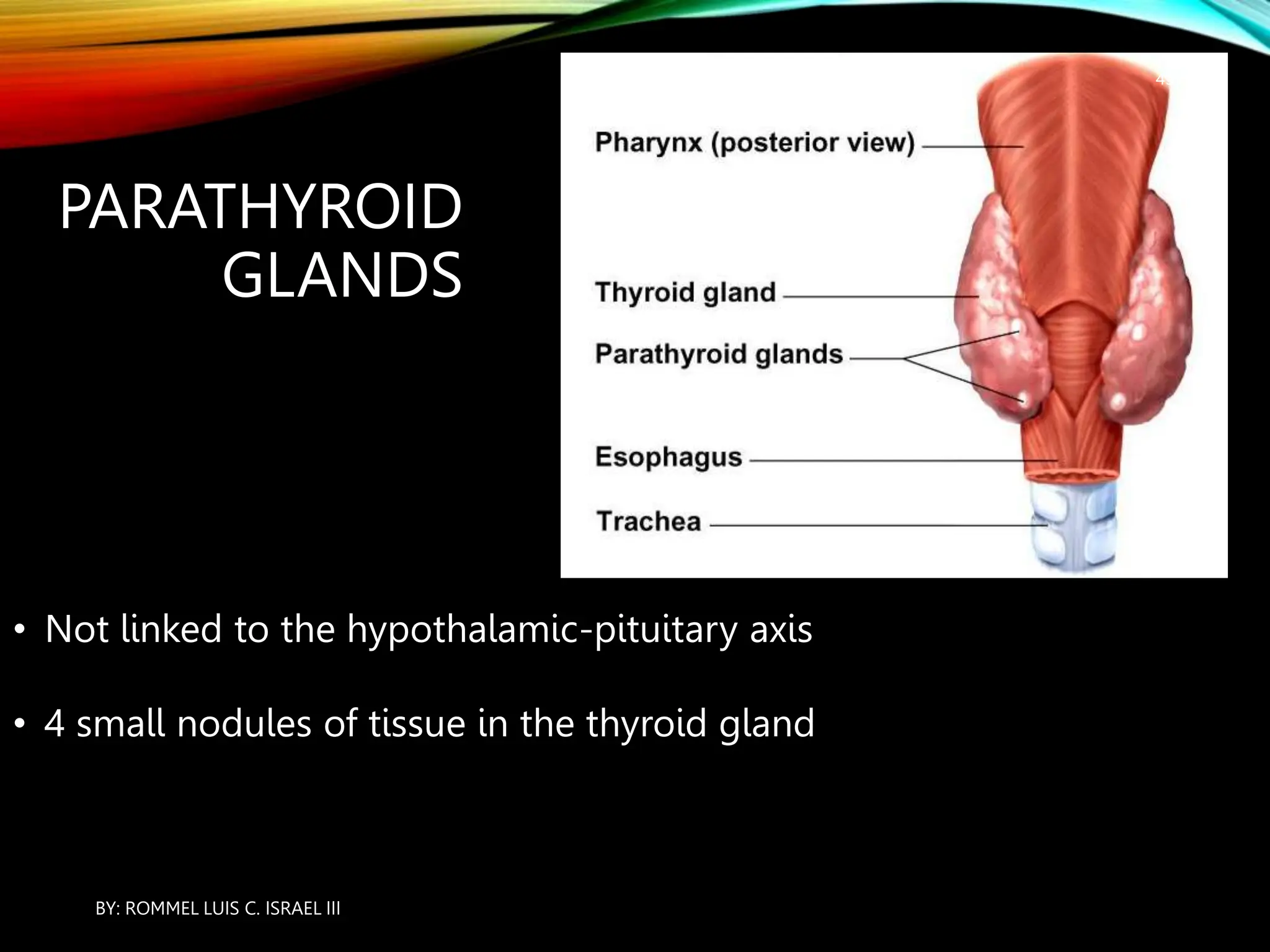 ENDOCRINE SYSTEM - ANATOMY AND PHYSIOLOGY | PPT