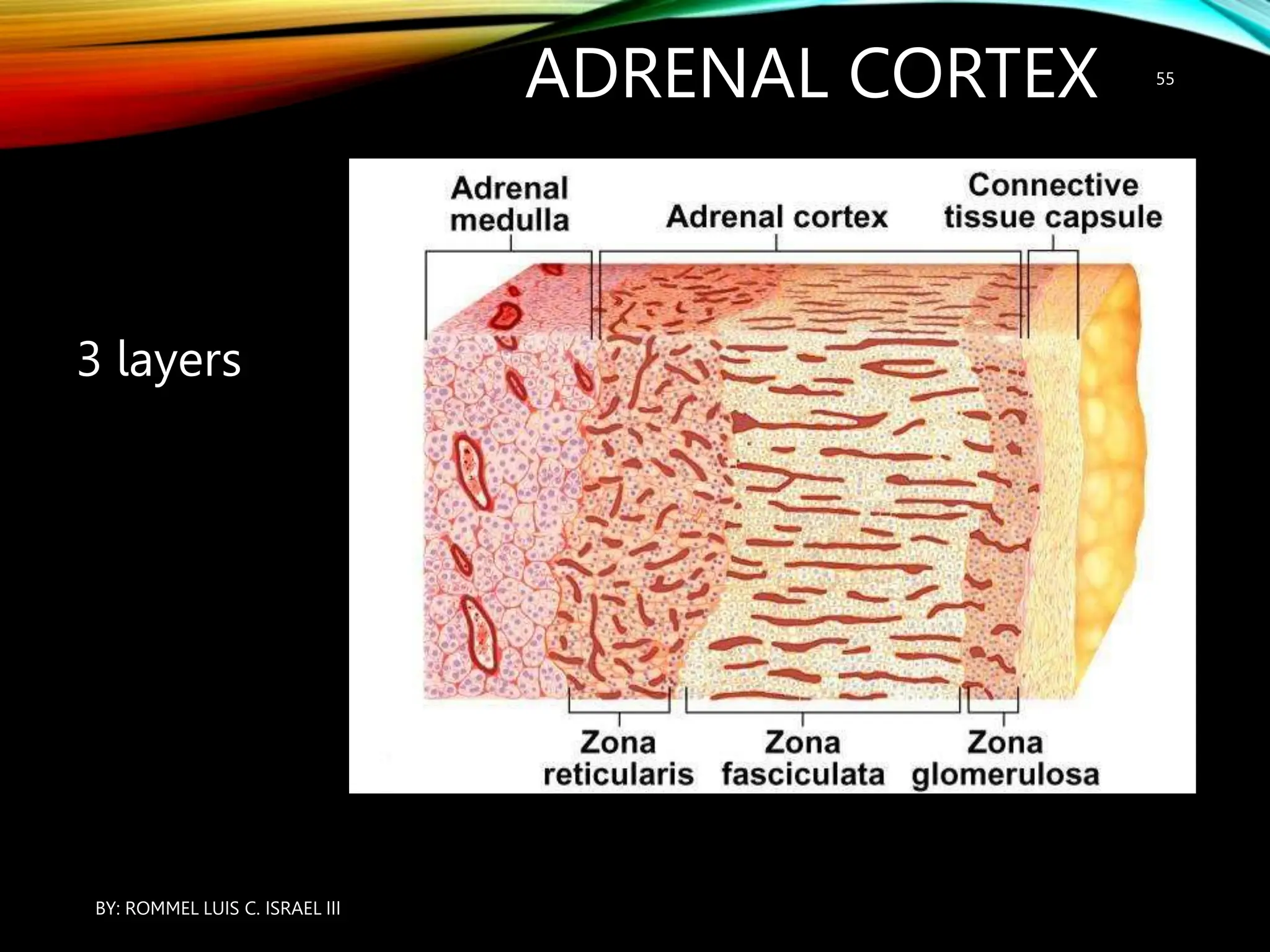 ENDOCRINE SYSTEM - ANATOMY AND PHYSIOLOGY | PPT