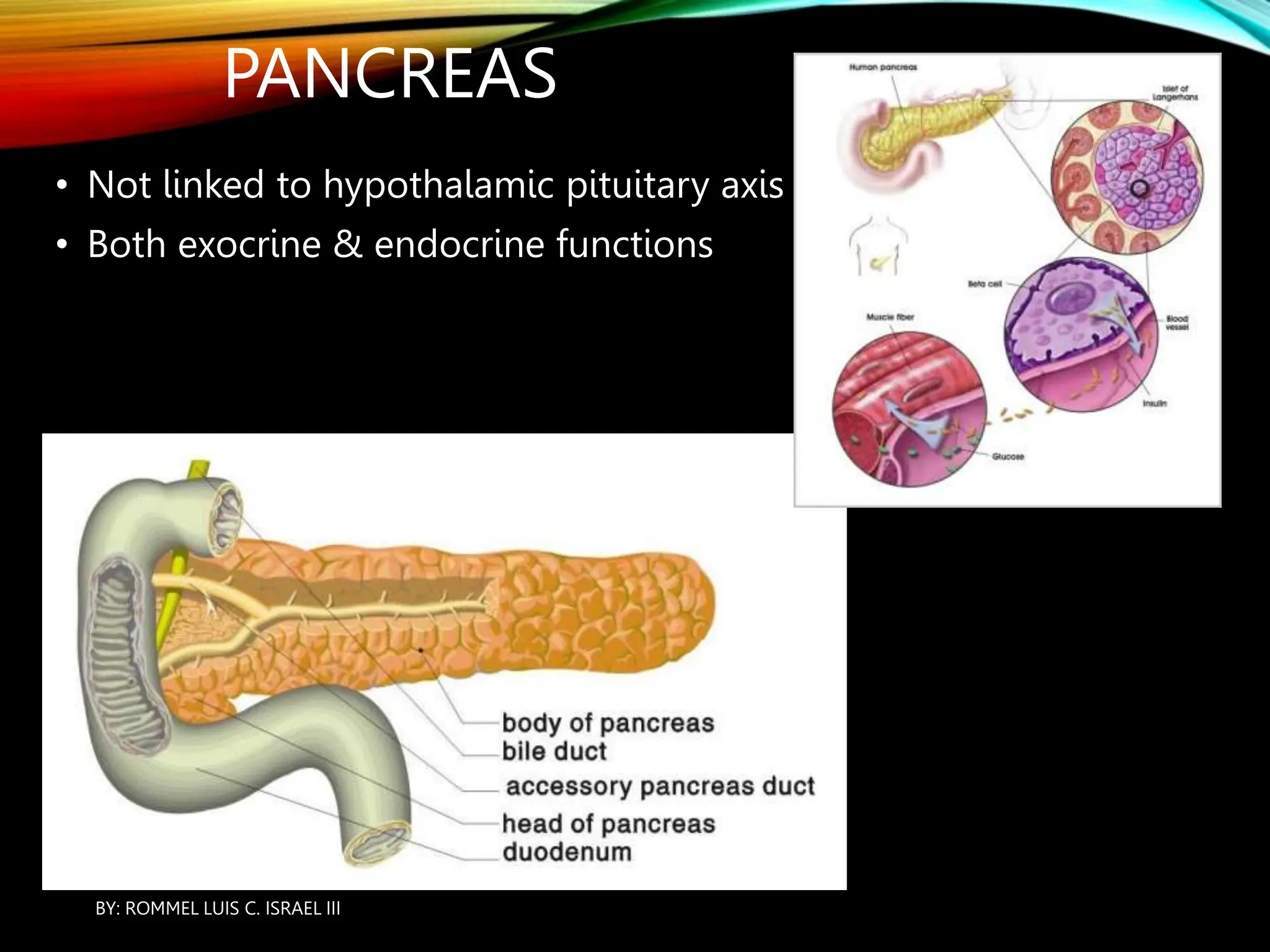 ENDOCRINE SYSTEM - ANATOMY AND PHYSIOLOGY | PPT