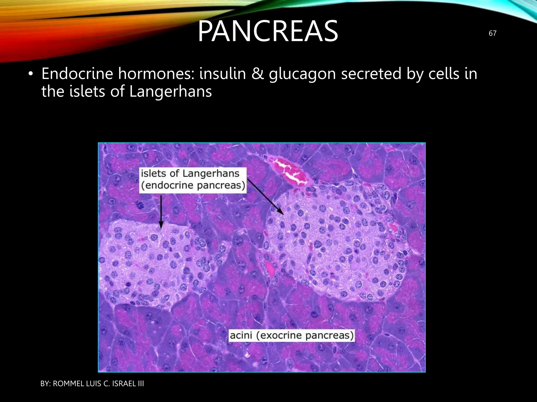 ENDOCRINE SYSTEM - ANATOMY AND PHYSIOLOGY | PPT