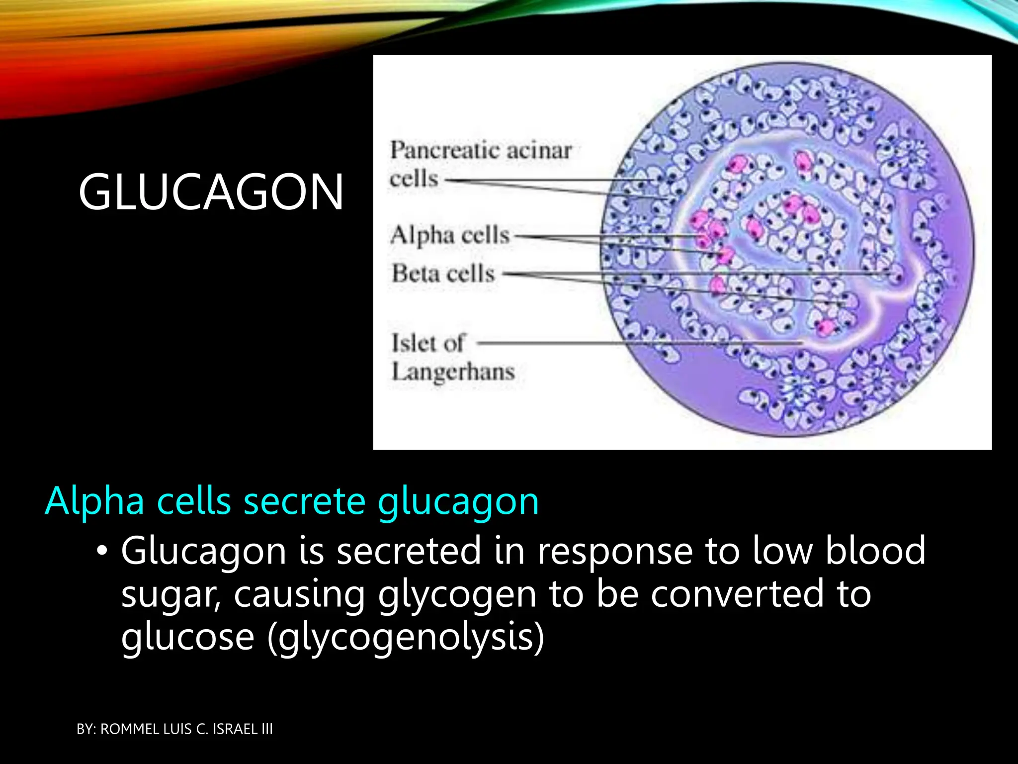 ENDOCRINE SYSTEM - ANATOMY AND PHYSIOLOGY | PPT