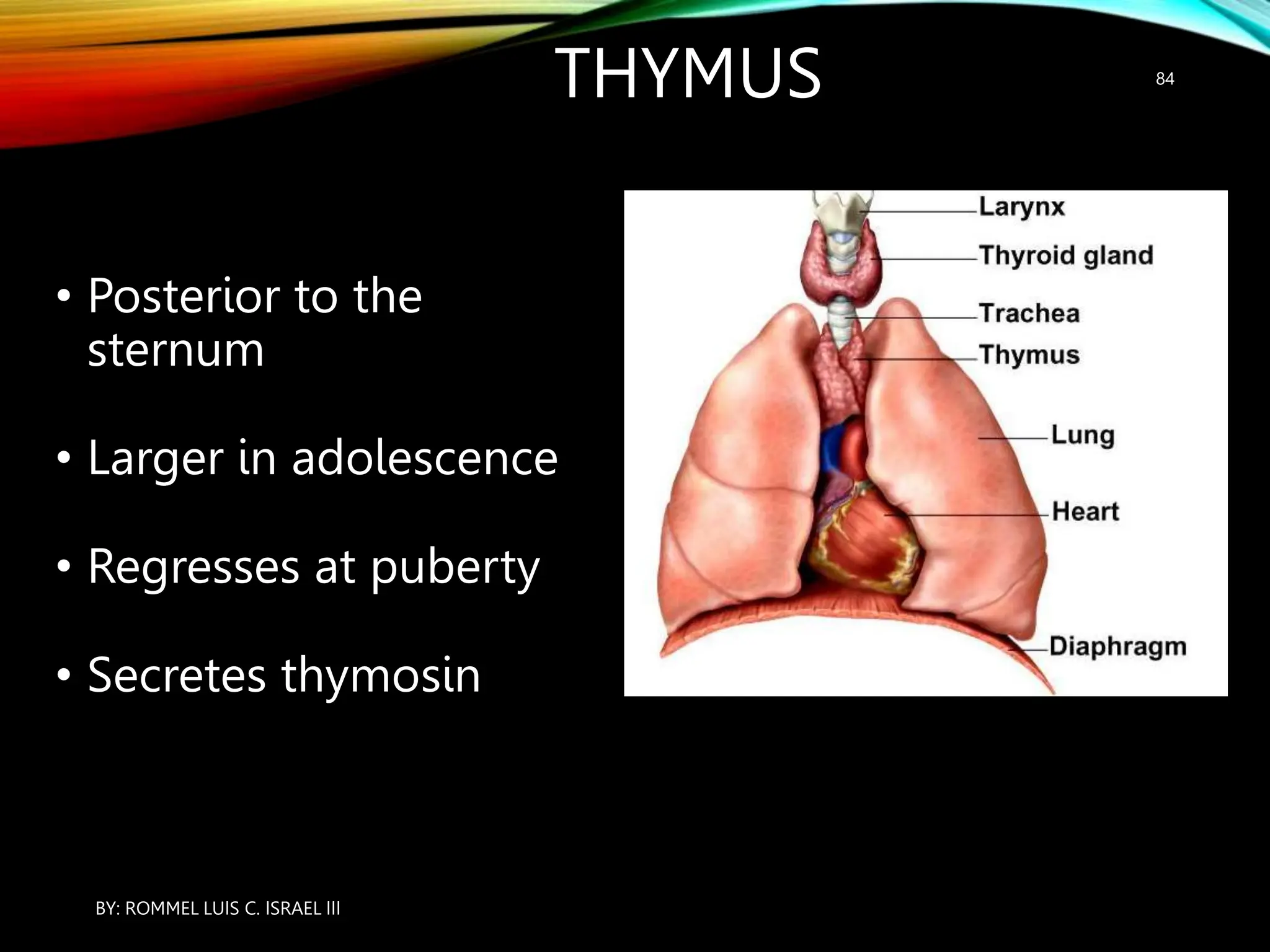 ENDOCRINE SYSTEM - ANATOMY AND PHYSIOLOGY | PPT