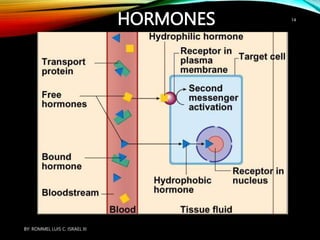 ENDOCRINE SYSTEM - ANATOMY AND PHYSIOLOGY | PPT