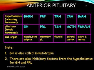 ENDOCRINE SYSTEM - ANATOMY AND PHYSIOLOGY | PPT