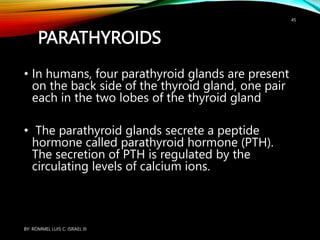 ENDOCRINE SYSTEM - ANATOMY AND PHYSIOLOGY | PPT