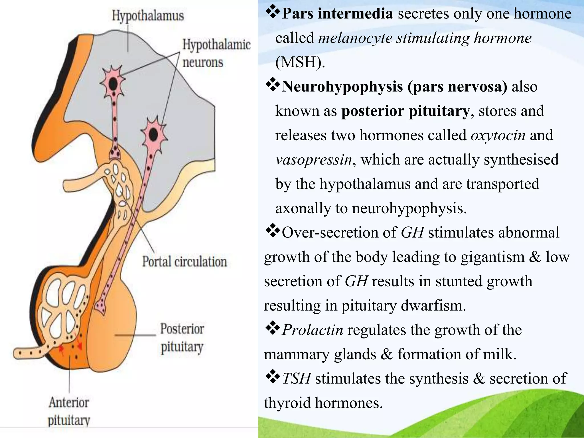 CHEMICAL COORDINATION AND ENDOCRINE SYSTEM BIOLOGY CLASS 11TH | PPTX