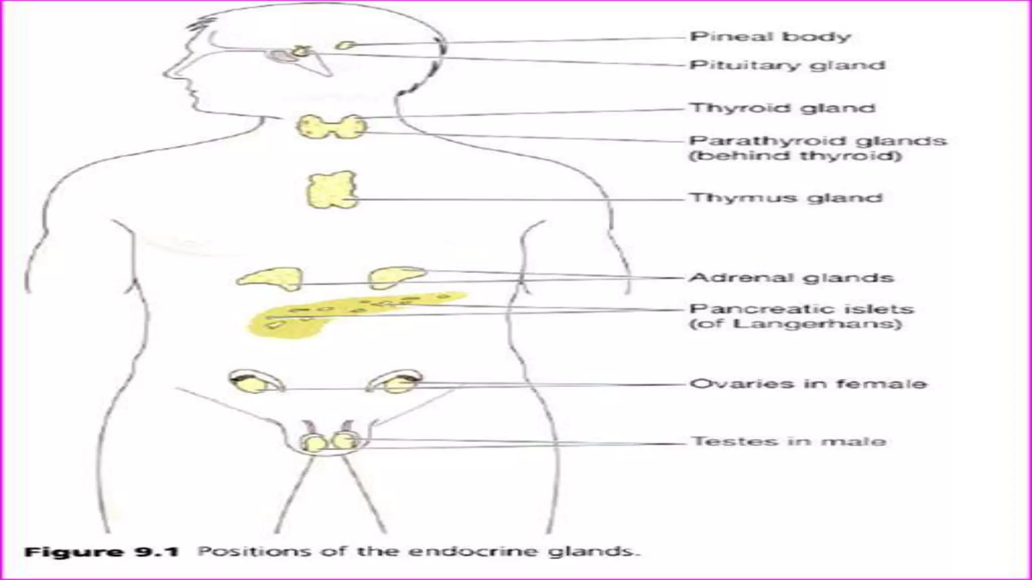 Endocrine system- Introduction | PPT