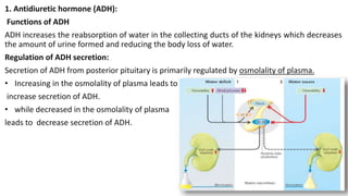 Endocrine system-L1,2023-2024_de981bb4f9a0fbae633dc8ffd02311bf.pptx