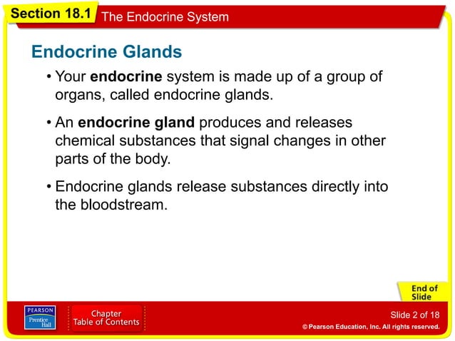 Endocrine System - Lesson 19.ppt