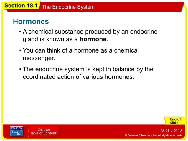 Endocrine System - Lesson 19.ppt