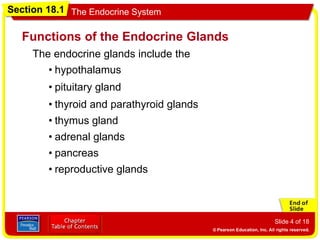 Endocrine System - Lesson 19.ppt