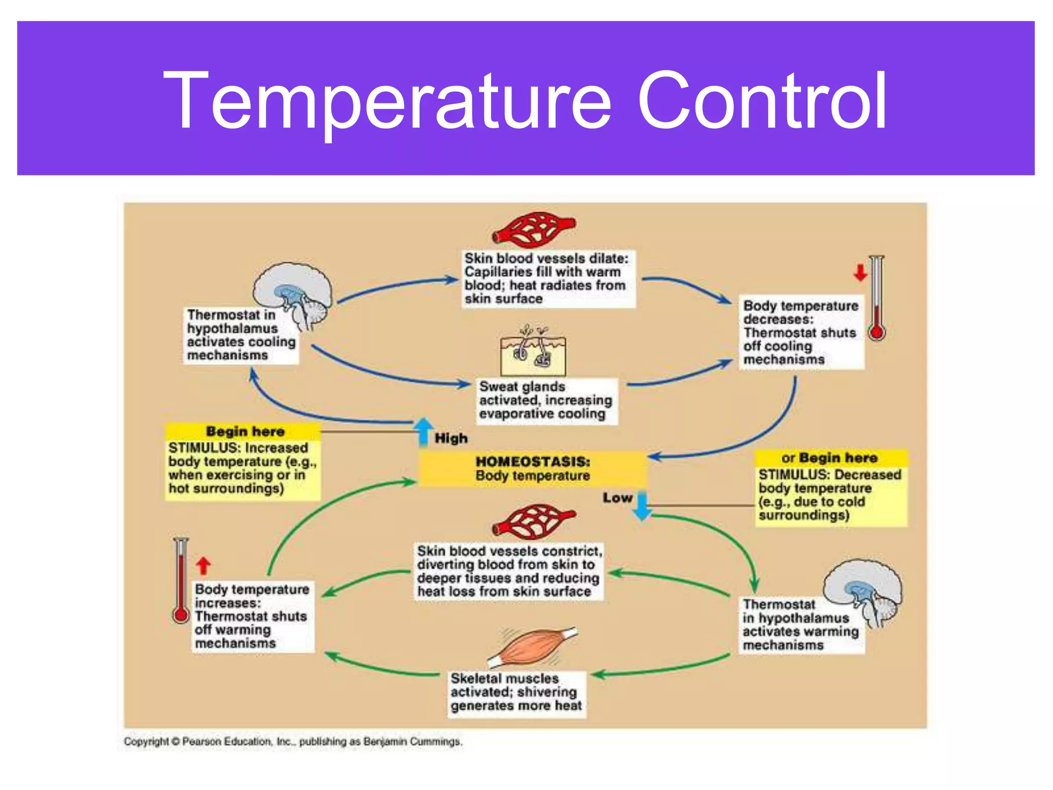 Endocrine system - feedback loops | PPTX