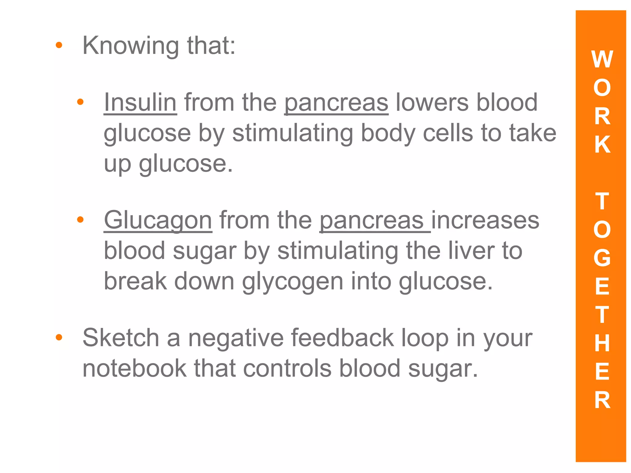 Endocrine system - feedback loops | PPTX