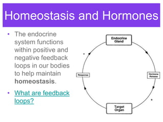 Endocrine system - feedback loops | PPTX