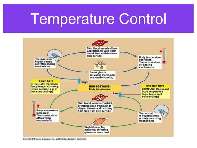 Endocrine system - feedback loops | PPTX