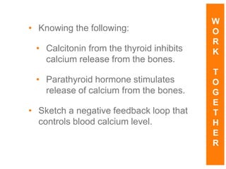 Endocrine system - feedback loops | PPTX