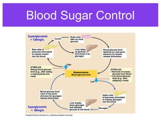 Endocrine System Feedback Loop Diagram