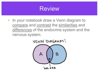 Endocrine system - endocrine v nervous system | PPTX