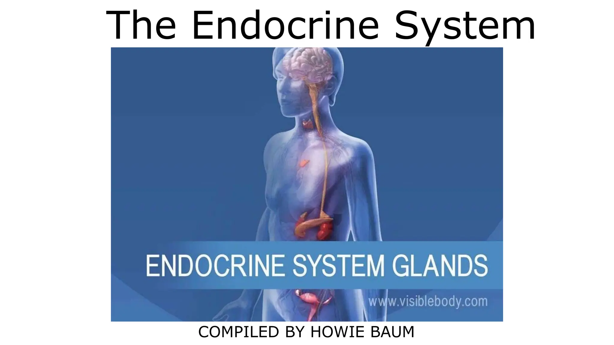 Endocrine System - Organs.pptx