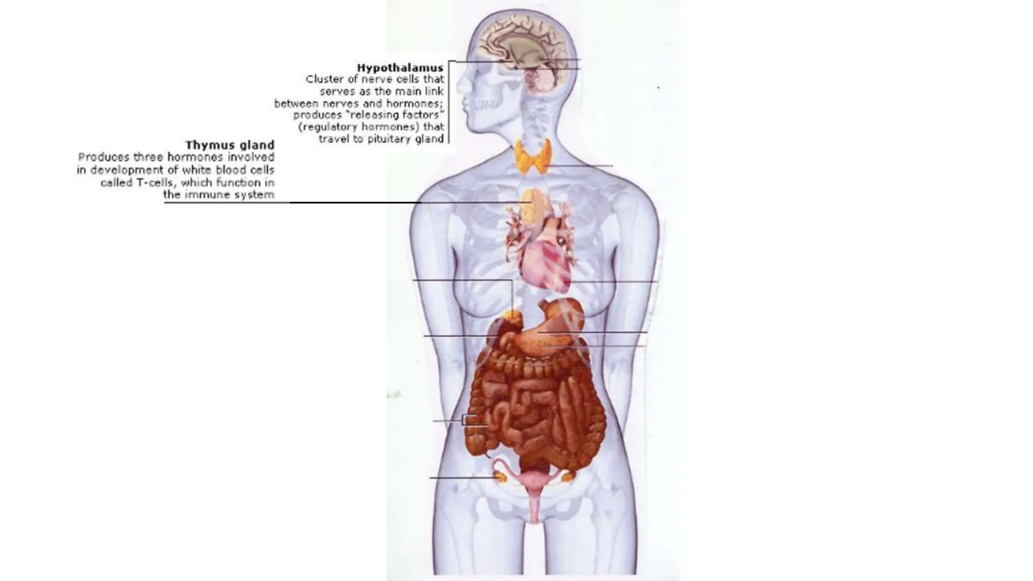 Endocrine System - Organs.pptx