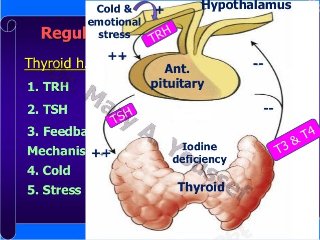 Endocrine System - Physiology