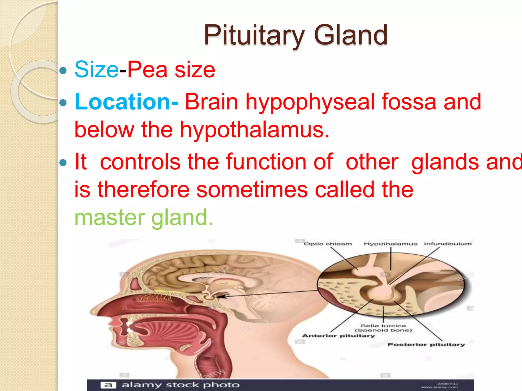 Pituitary gland | PPTX | Pregnancy | Reproductive Health