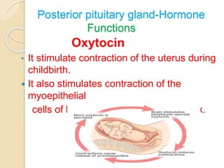 Pituitary gland | PPTX