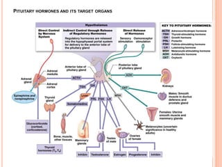 Endocrine system pituitary gland | PPTX
