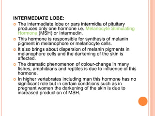Endocrine system pituitary gland | PPTX