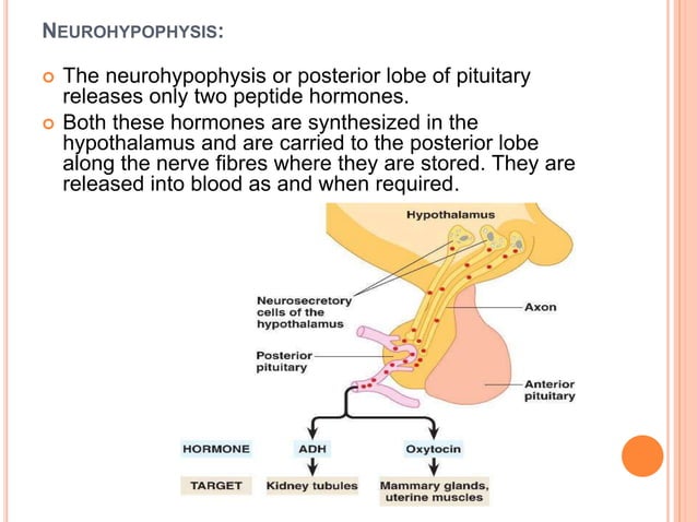 Endocrine system pituitary gland | PPTX | Thyroid Disorders | Endocrine and Metabolic Diseases