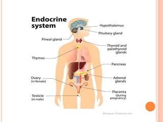 Endocrine system pituitary gland | PPTX