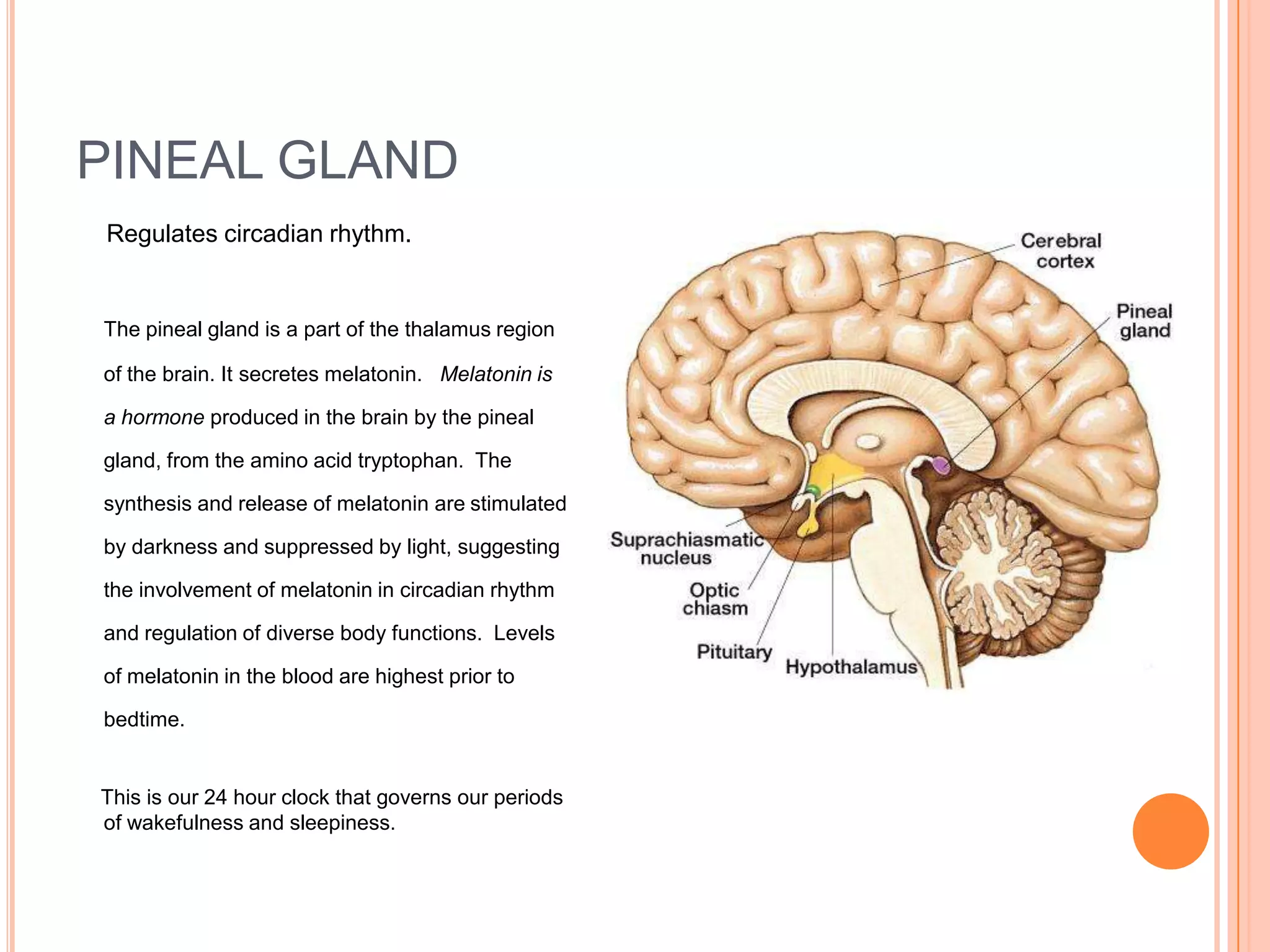 Endocrine system presen.11