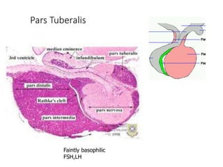 Endocrine system 1.ppt