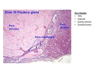 Endocrine system 1.ppt