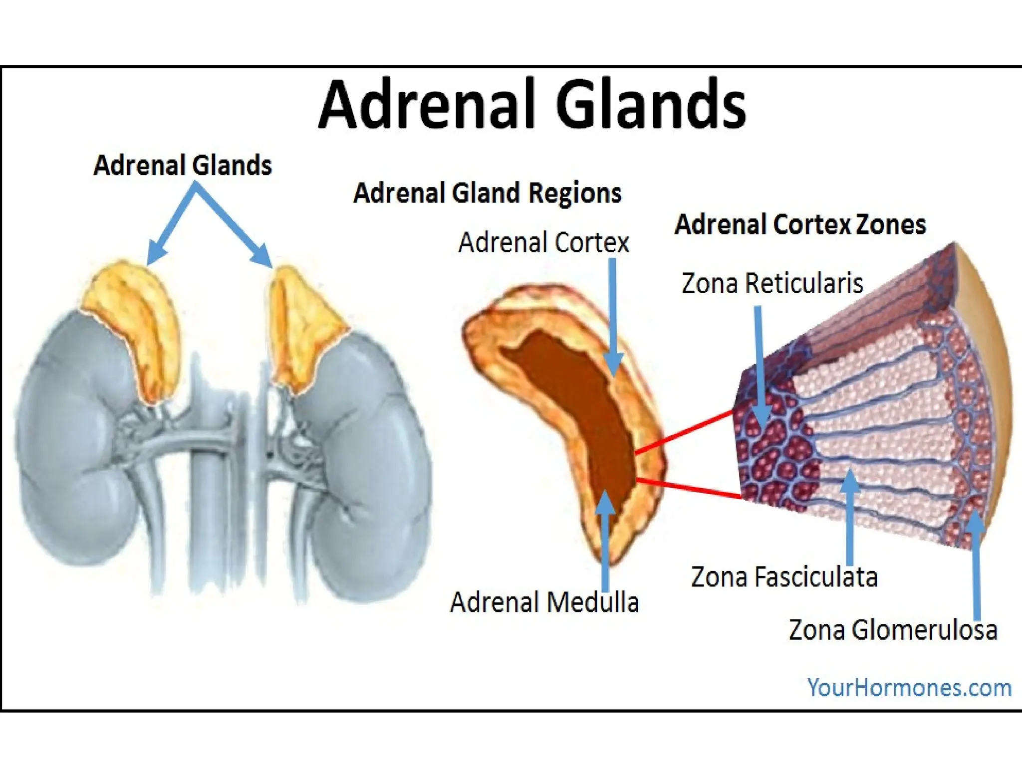 Endocrine systemThe glands and organs that make hormones and release ...