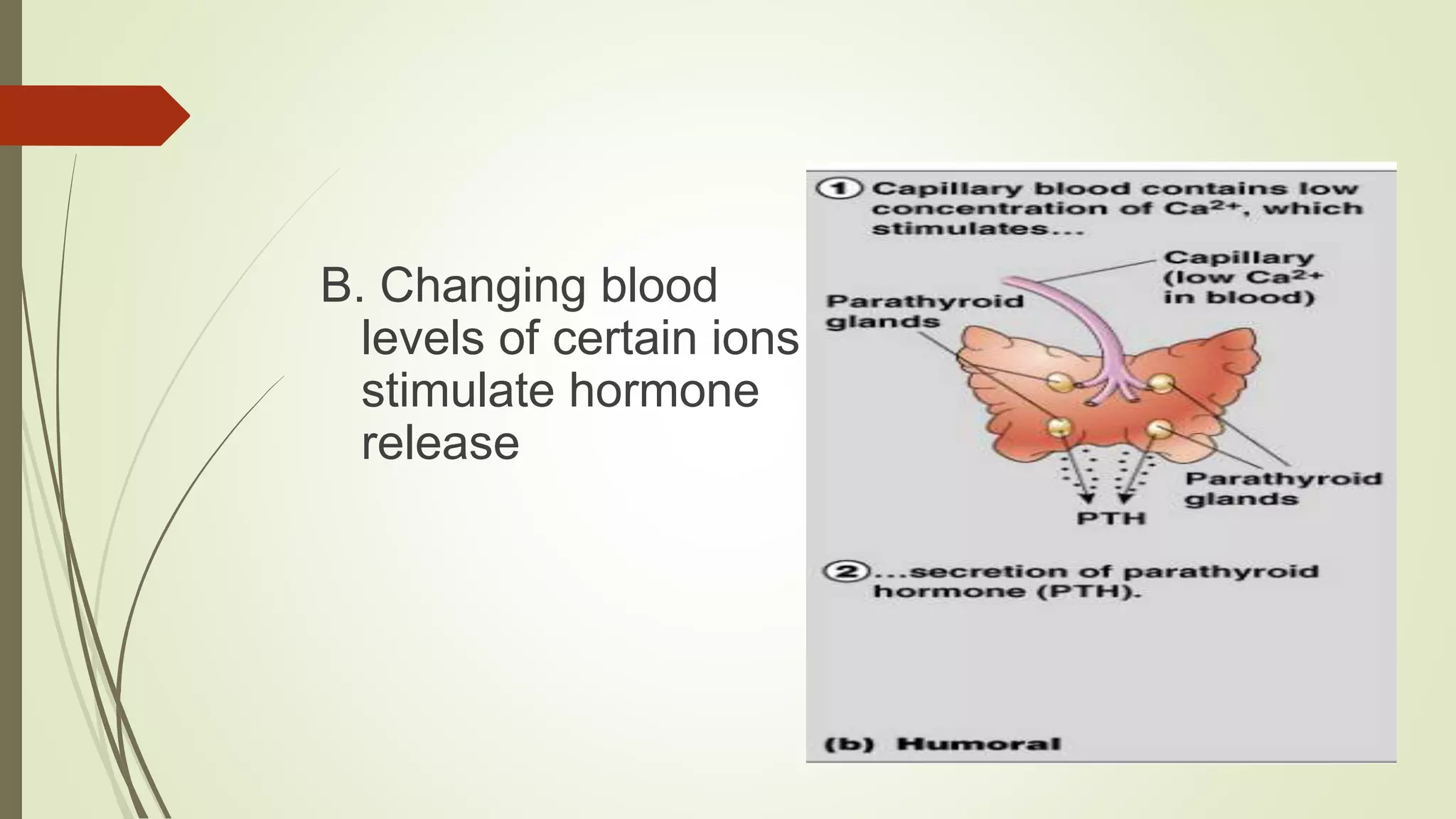 ENDOCRINE SYSTEM 10.pptx