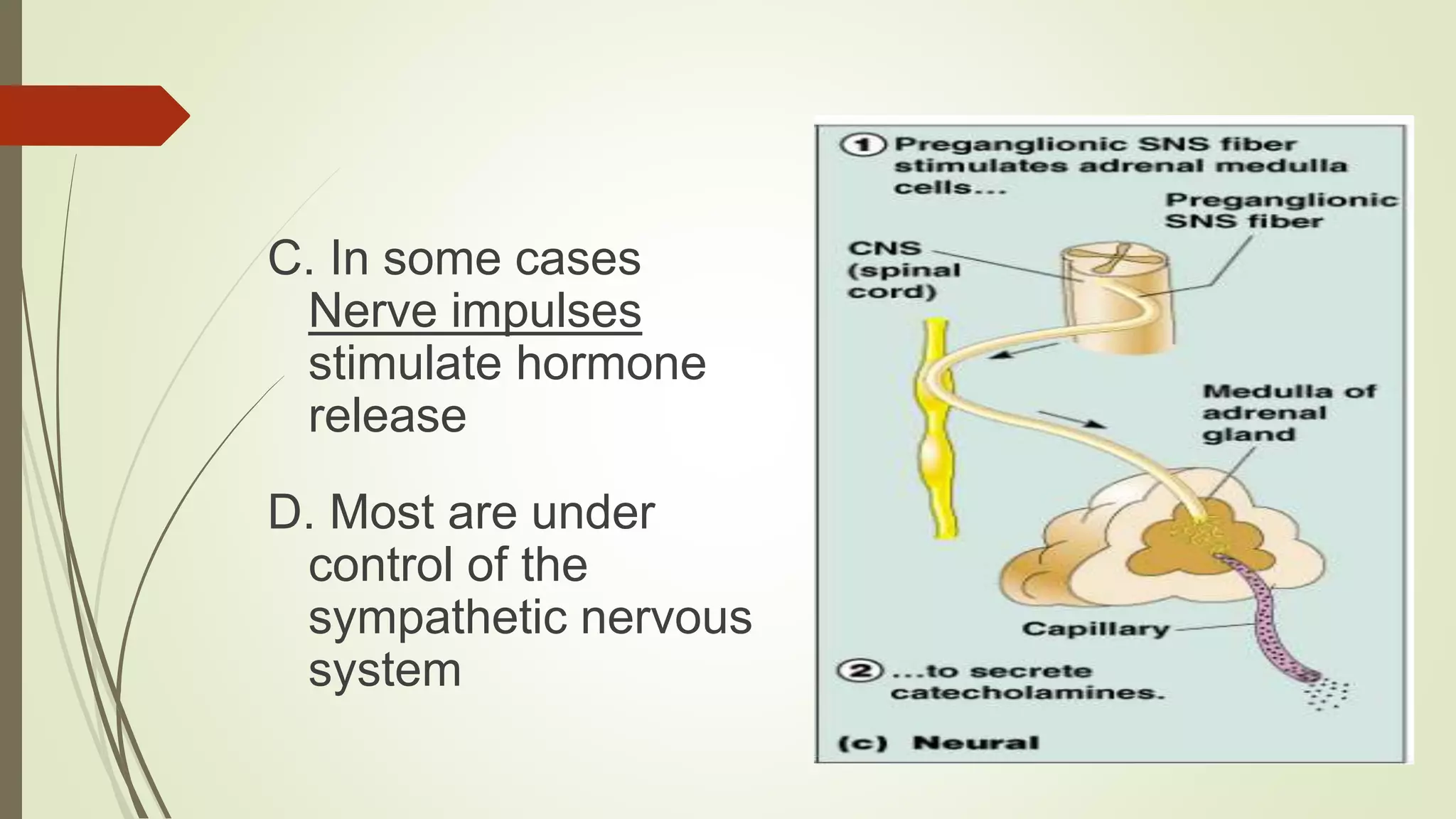 ENDOCRINE SYSTEM 10.pptx