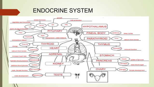 ENDOCRINE SYSTEM 10.pptx