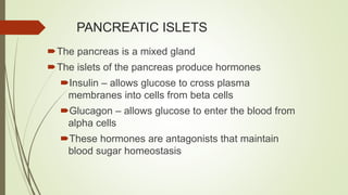 ENDOCRINE SYSTEM 10.pptx