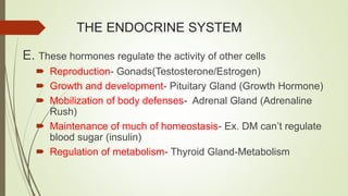 ENDOCRINE SYSTEM 10.pptx
