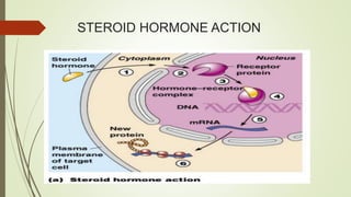 ENDOCRINE SYSTEM 10.pptx
