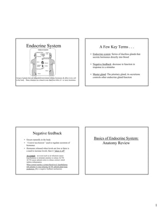 Endocrine system12 | PDF