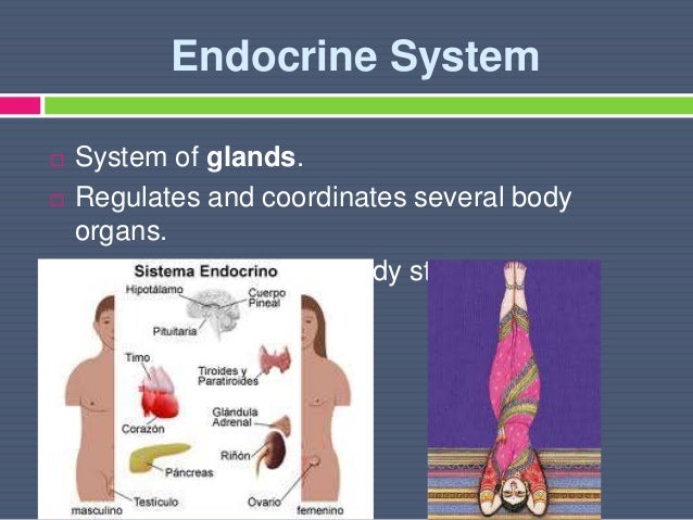 Endocrine system