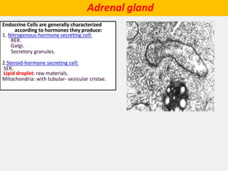 Endocrine System~3 | PPTX | Endocrine and Metabolic Diseases | Diseases ...