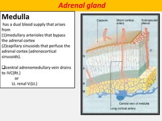 Endocrine System~3 | PPTX